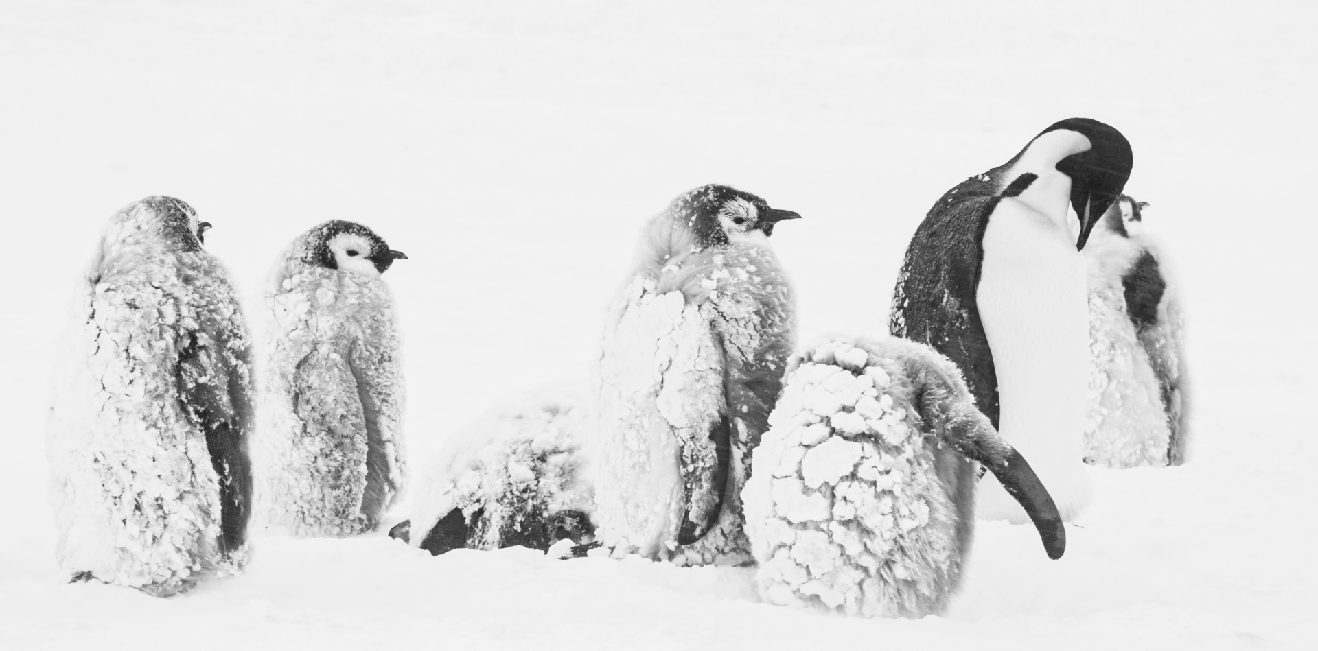 RÜCKKEHR ZUM LAND DER PINGUINE - MFA Film GmbH